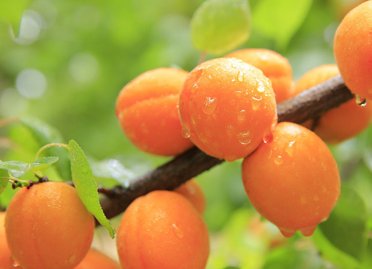 Albicocche, proprietà nutrizionali, benefici e controindicazioni
