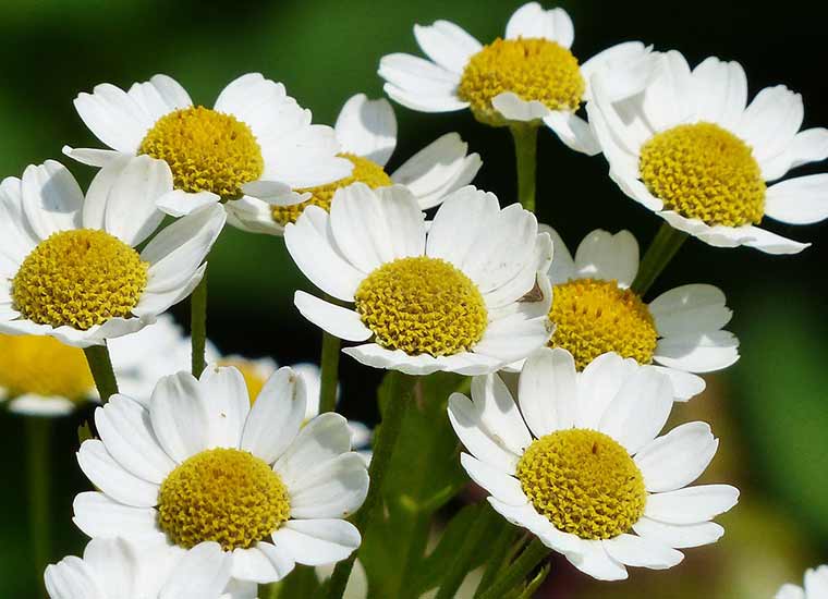 Perdite bianche: cosa sono, cause